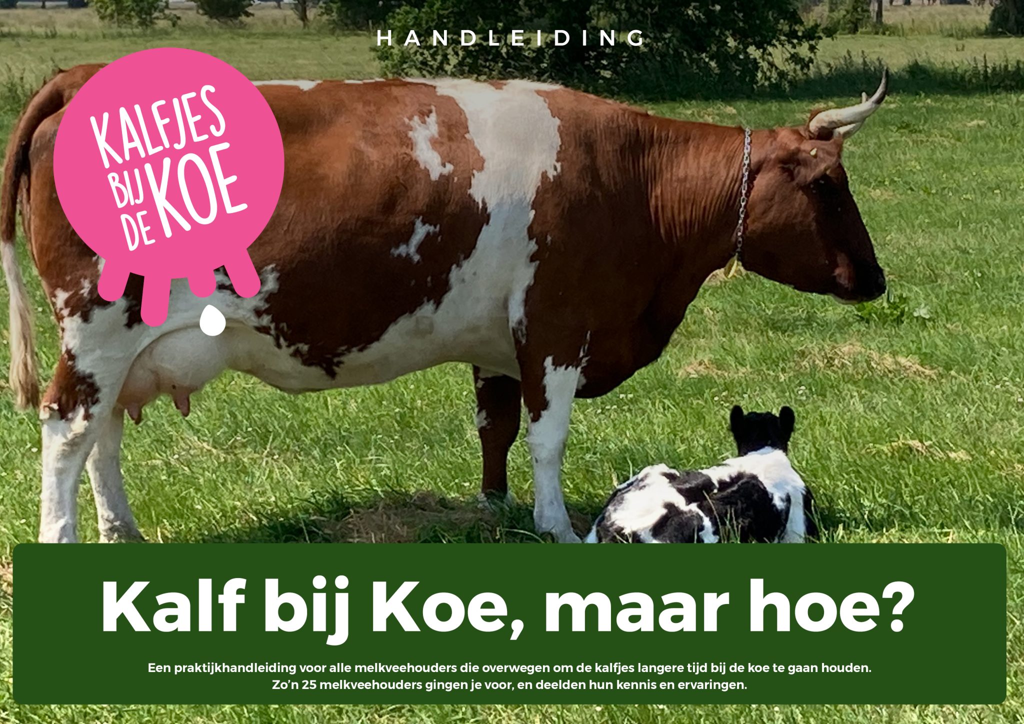 Campagne afgerond met stappenplan - Kalfjes bij de Koe